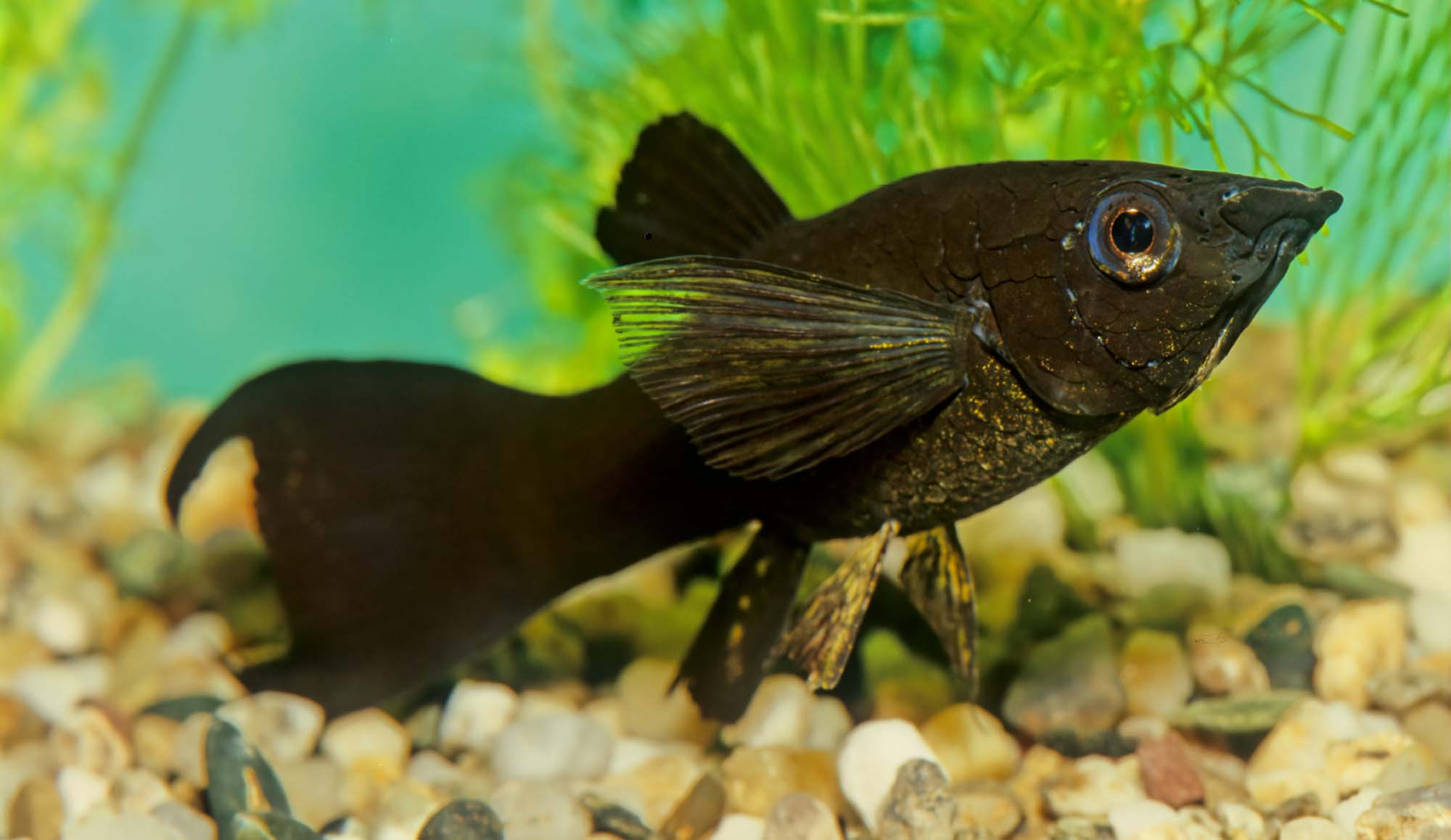 Black Mold In Fish Tank (9 Symptoms And Treatment)