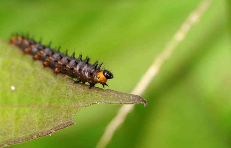 Red Worms In Fish Tank (best 8 Types Of Worms Information)