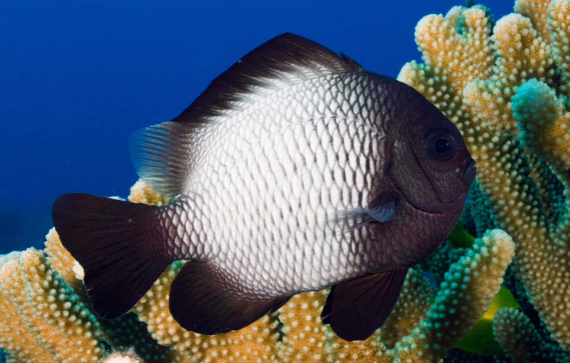 9 Tips & Tricks - How Hard Is It To Maintain A Saltwater Fish Tank?