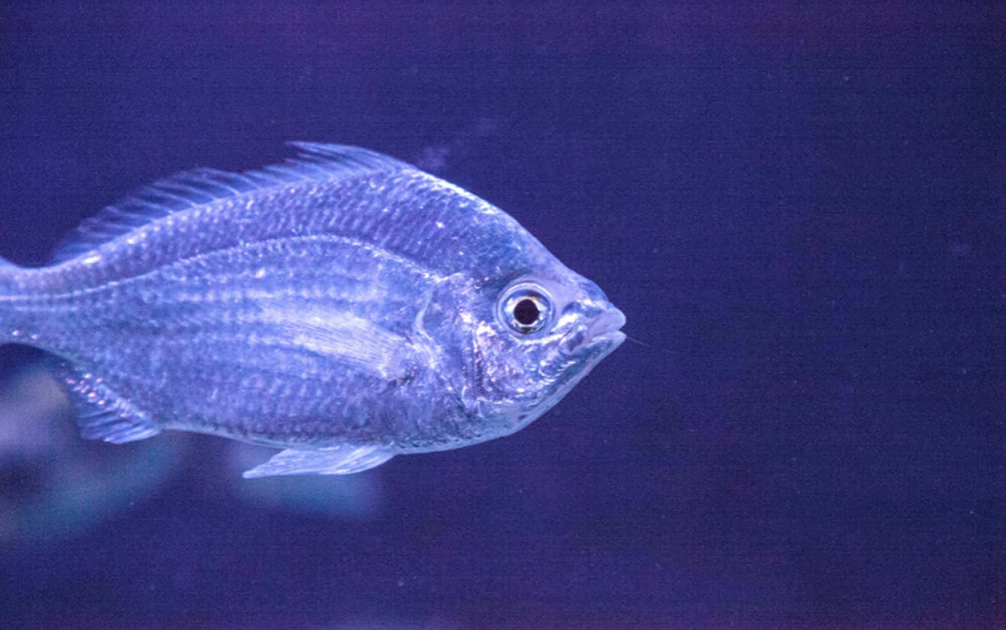 9 Tips & Tricks - How Hard Is It To Maintain A Saltwater Fish Tank?