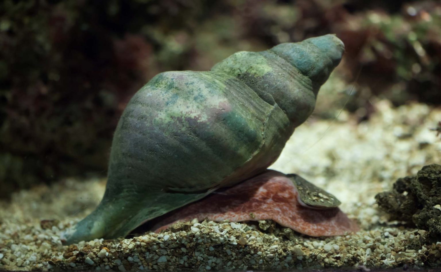 Red Worms in Fish Tank (best 8 types of worms information)