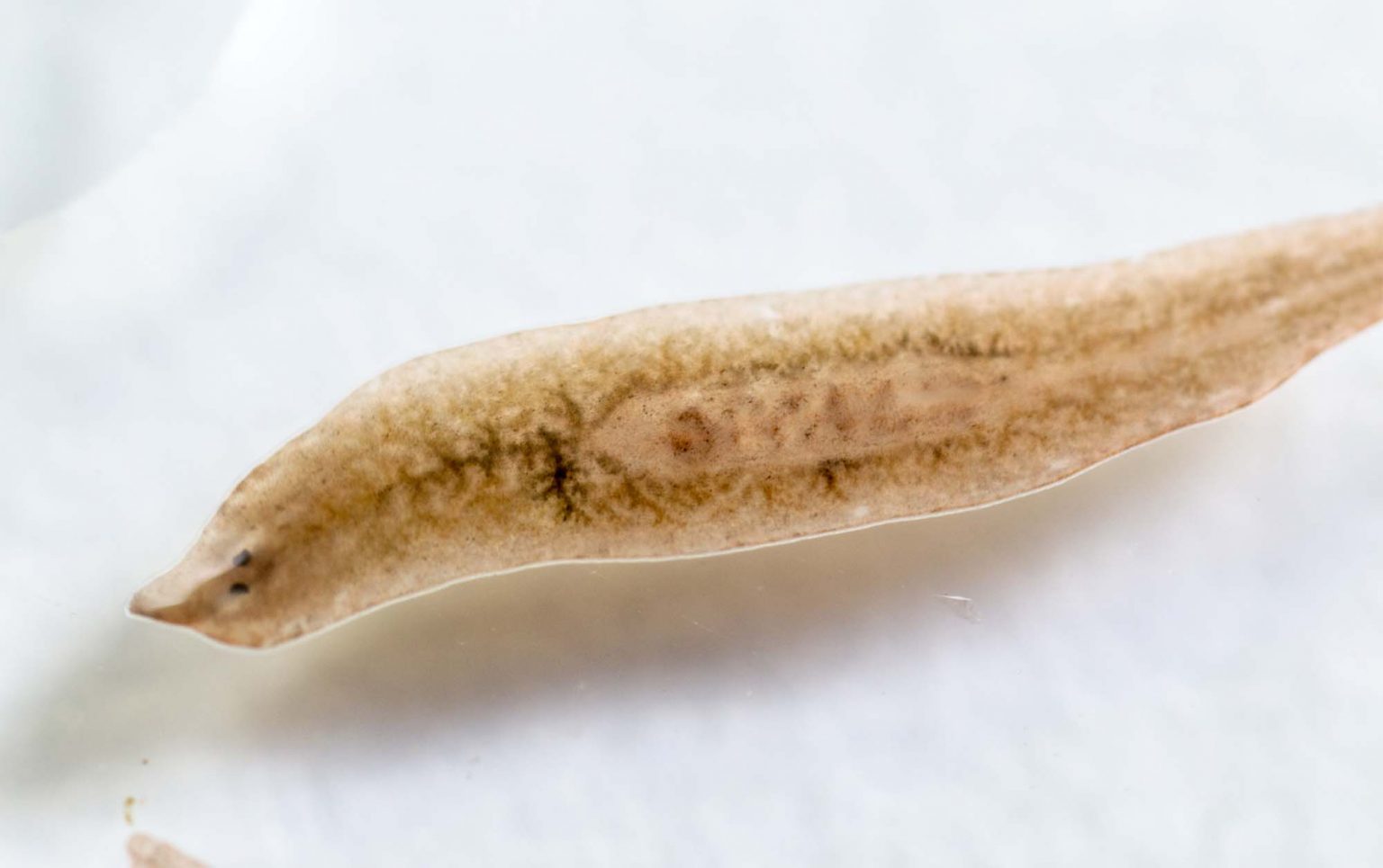 Red Worms in Fish Tank (best 8 types of worms information)