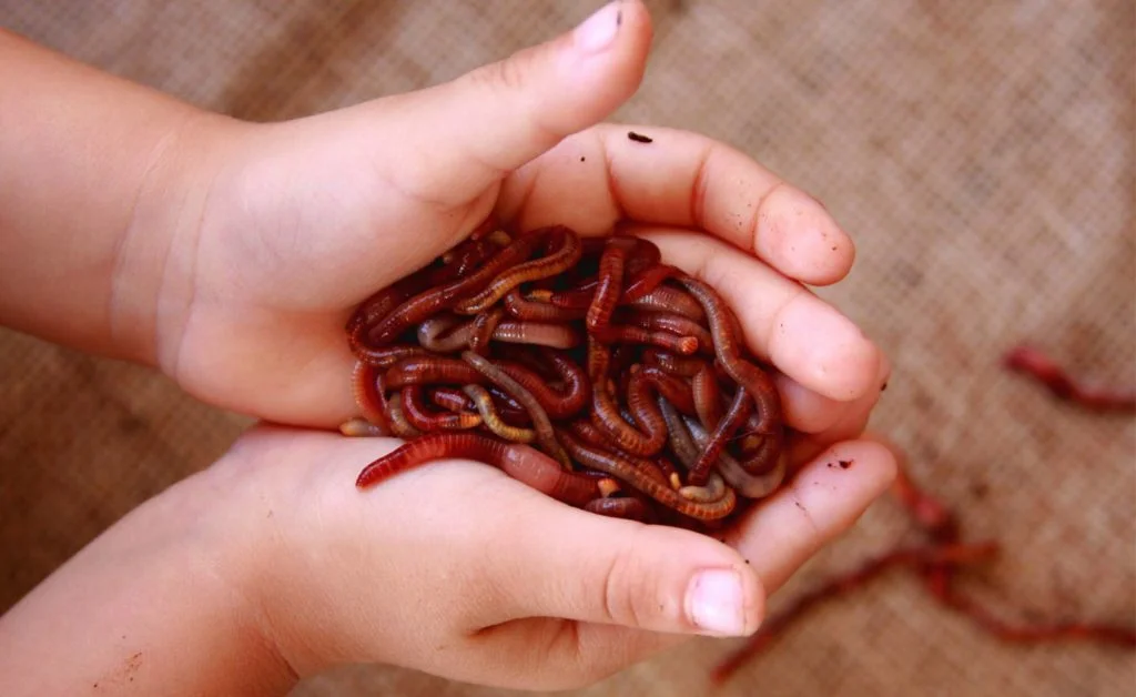 Baby Red Worms