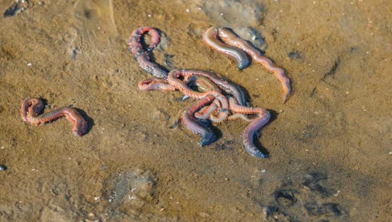 Red Worms In Fish Tank (best 8 Types Of Worms Information)