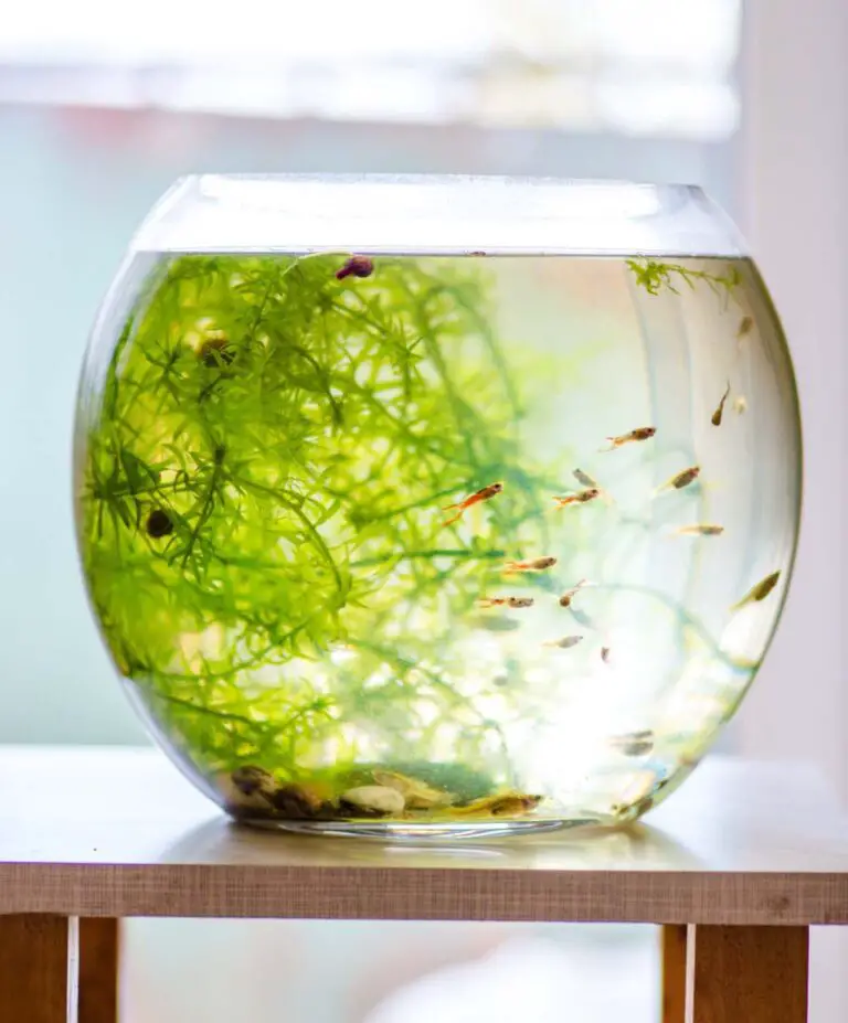 1 Gallon Fish Tank, Best 13 must know Option For starters