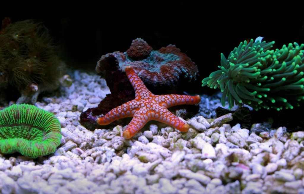 Best Fish For 29 Gallon Tank - Aquariumia