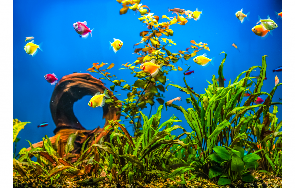 The A - Z Guide Of 36 Gallon Bow Front Aquarium - Aquariumia