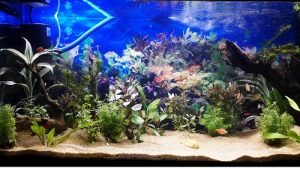 Everything you wanted to know about 120 gallon aquariums and were ...