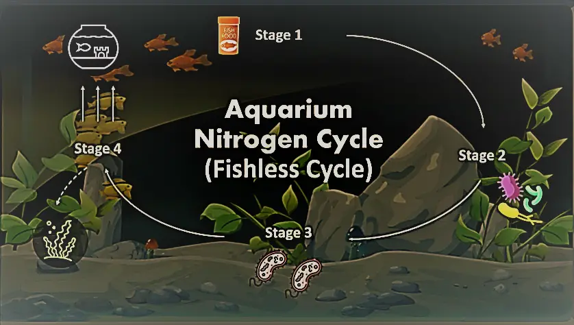 Keeping A Healthy Aquarium Nitrogen Cycle And Why It's Important ...