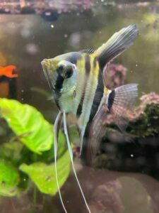 Angelfish Popeye - Aquariumia