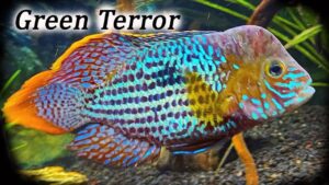 Green Terror Cichlid - Aquariumia