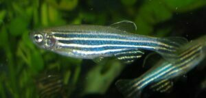 Danio Rerio - Aquariumia