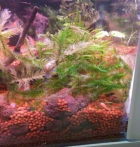 Copepods In Shrimp Tank: The Tiny Creatures With A Big Impact - Aquariumia