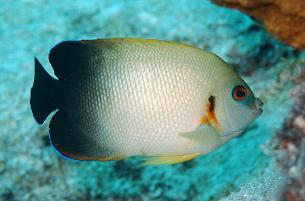 Pearlscale Angelfish Marine - Aquariumia