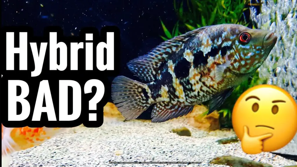 Texas Cichlid Hybrids: A Stunning Blend Of Genes And Personality ...