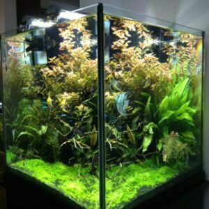 The Best Approach To 60 Gallon Cube Aquarium For Every Personality Type ...