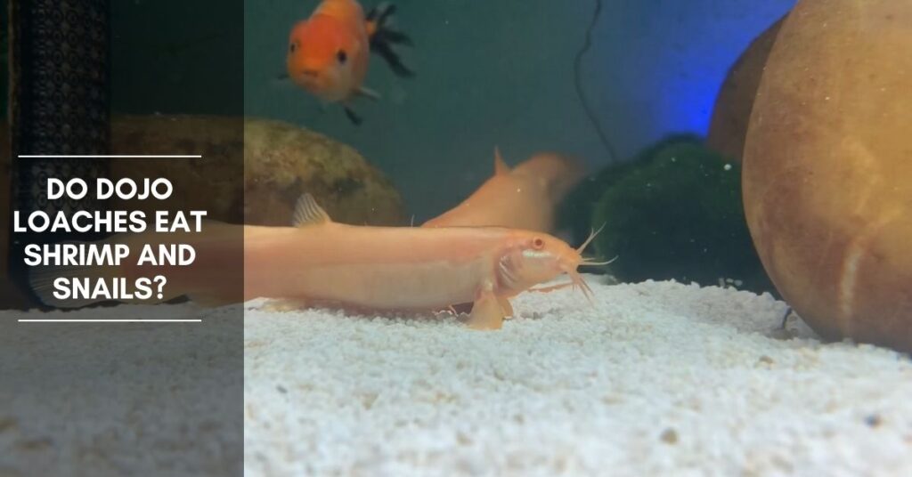 How To Care For Sea Monkeys? - Aquariumia