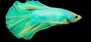 Green Tropical Fish - Aquariumia