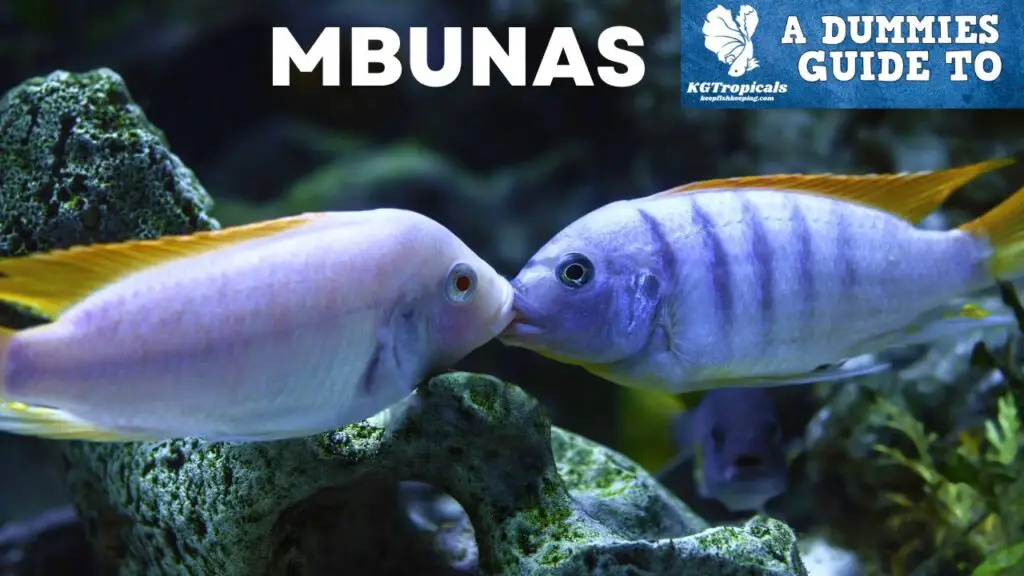 Mbuna Cichlid - Aquariumia