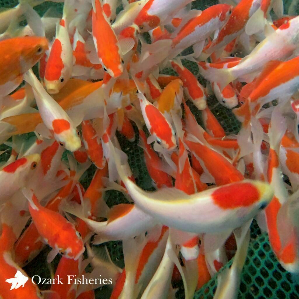 Sarasa Comet Goldfish - Aquariumia