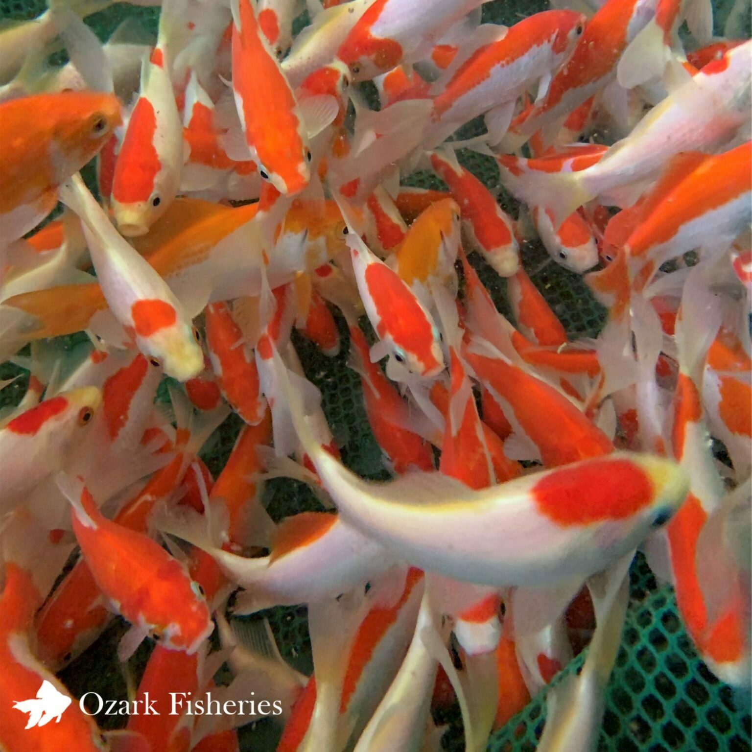 Sarasa Comet Goldfish - Aquariumia