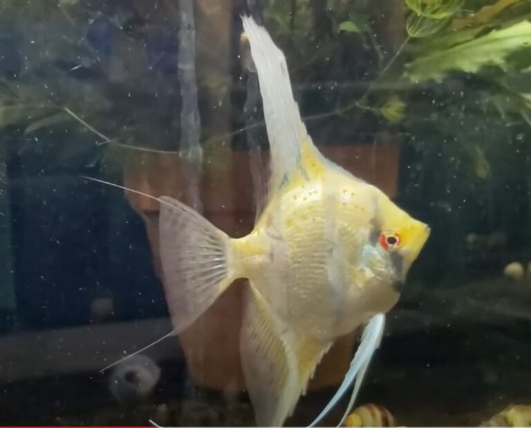 Dantum Angelfish: Discover The Alluring Beauty Of This Aquatic Wonder ...