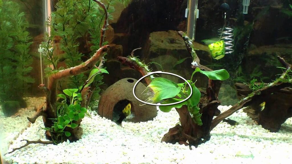 How To Add Potassium To Aquarium? - Aquariumia