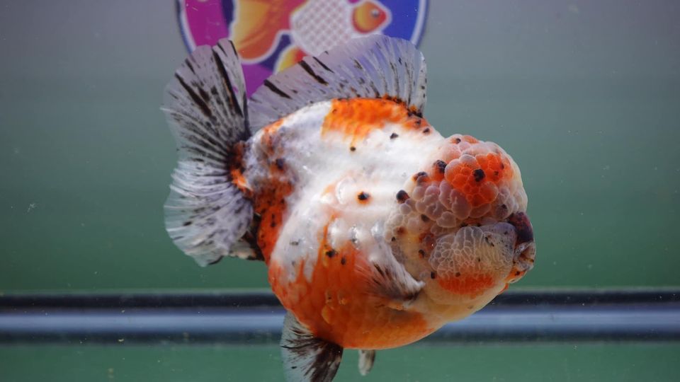Chuchu Goldfish: A Guide To Caring For This Unique Species - Aquariumia