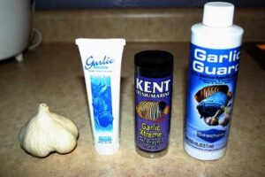 How To Treat Ich In A Reef Tank With Garlic - Aquariumia