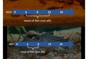 11 Optimal Guides: Ideal KH And GH For Planted Aquarium - Aquariumia