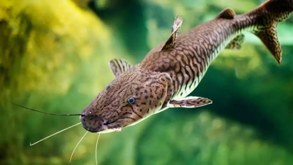 Predator Fish For 75 Gallon Tank - Aquariumia