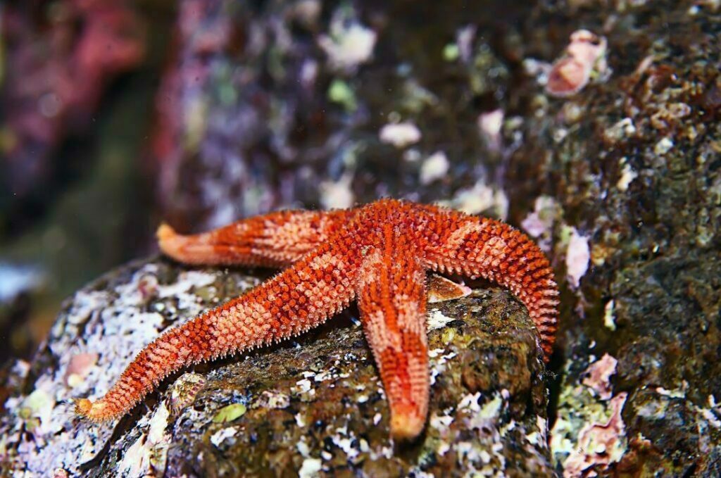How Long Does It Take For Fish To Regrow Fins? - Aquariumia