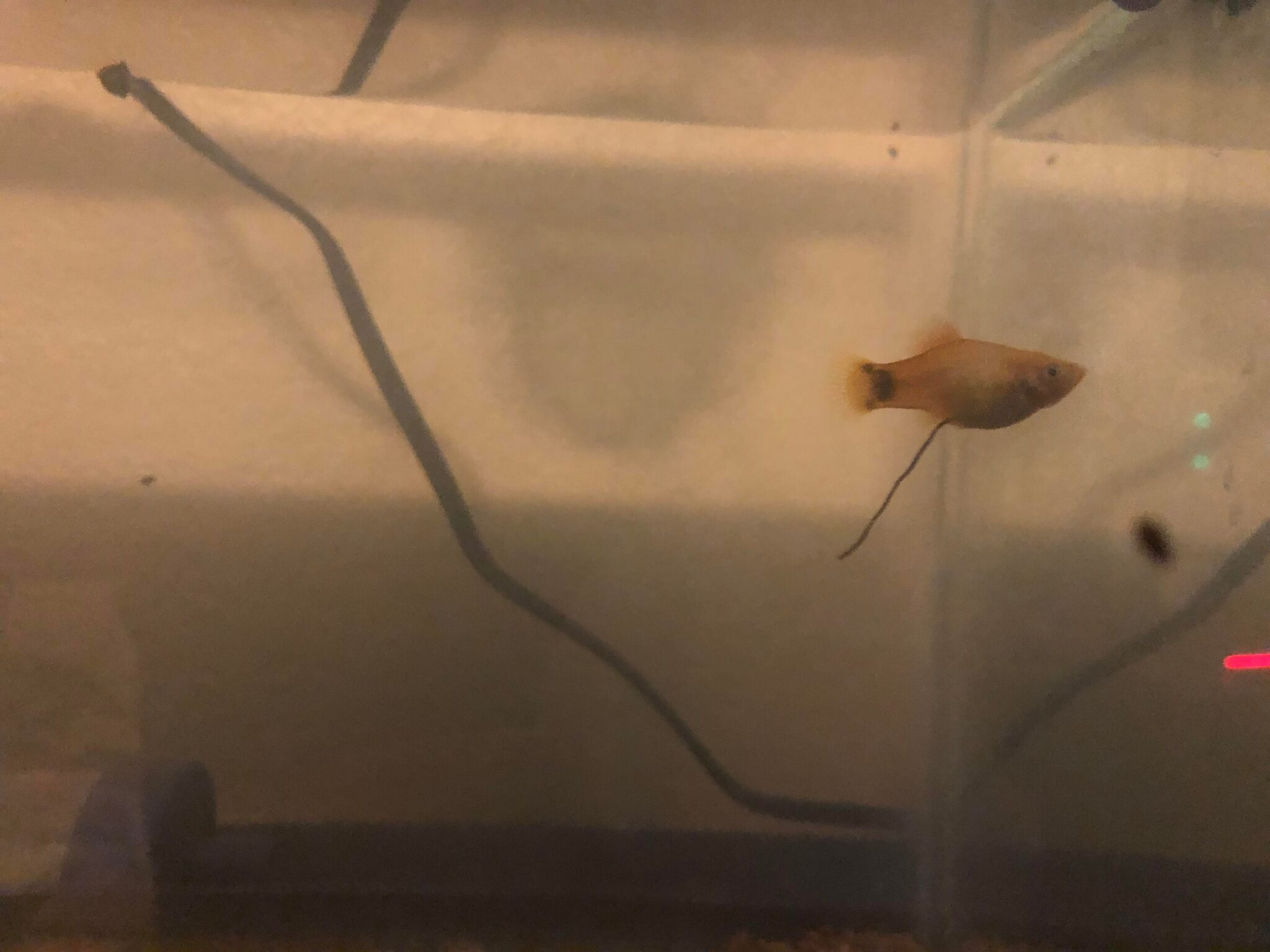 Brown Stringy Fish Poop - Aquariumia