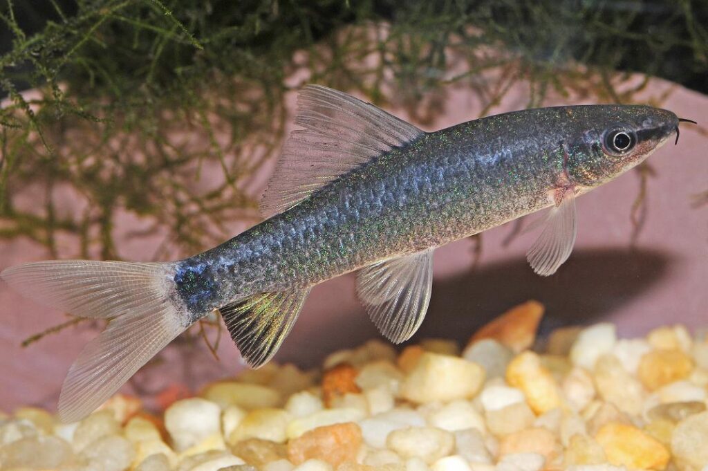 Ghost Shark Aquarium Fish - Aquariumia
