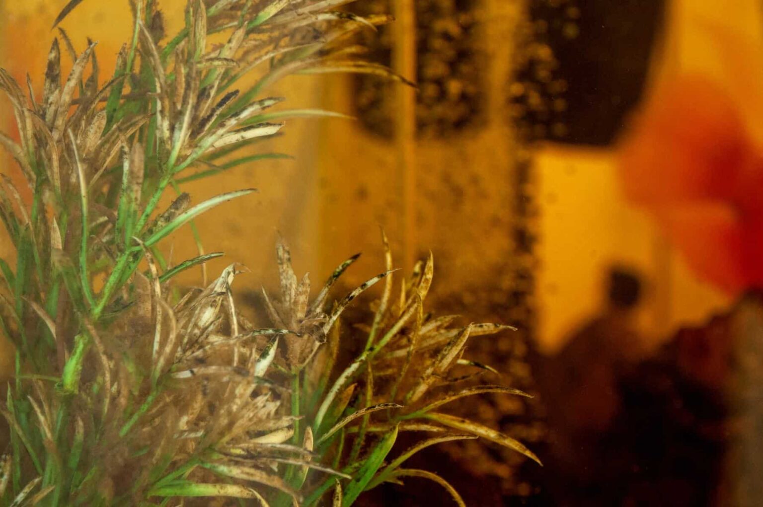 Rust Colored Algae in Fish Tank - Aquariumia Rust Colored Algae in Fish Tank - Aquariumia