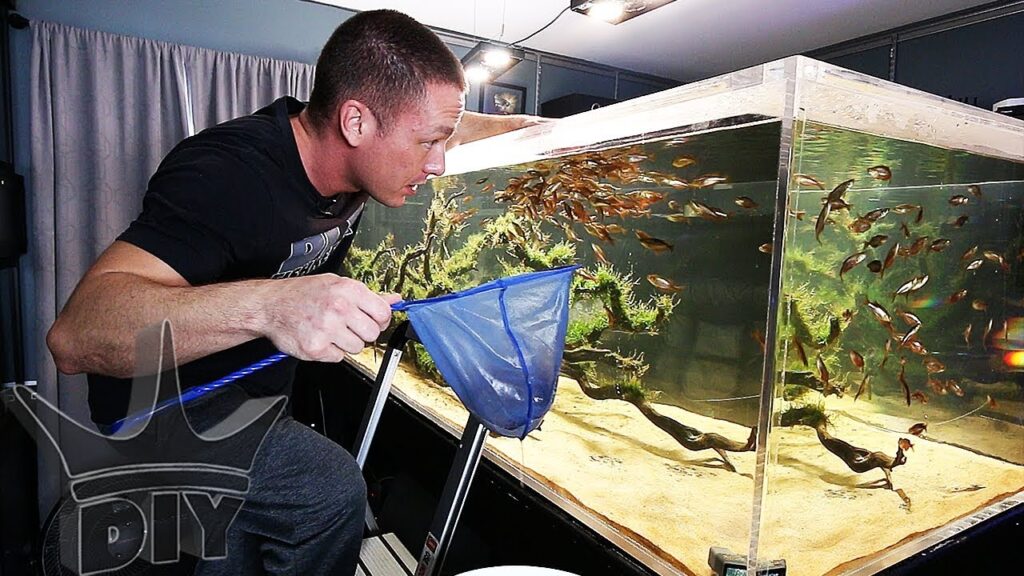 Freshwater Stingray For Aquarium - Aquariumia