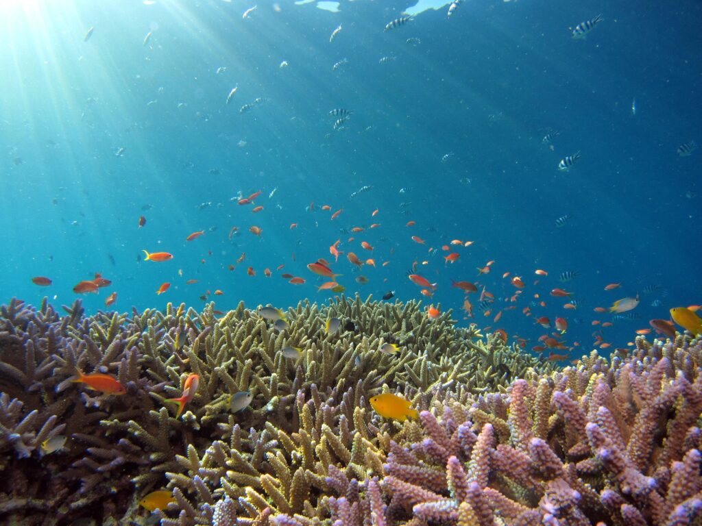 Why Is My Sea Anemone Shrinking? (13 Causes And Solutions) - Aquariumia