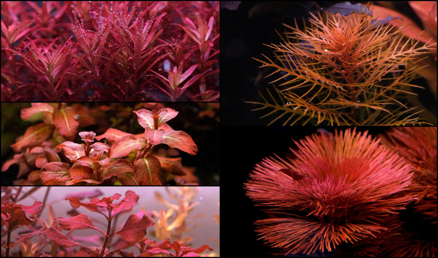 Red Freshwater Aquarium Plants - Aquariumia