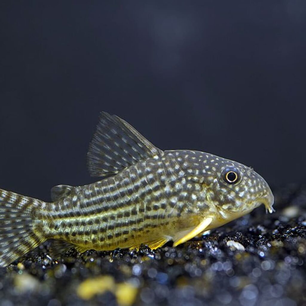 Epsom Salt Bath Fish Dosage - Aquariumia