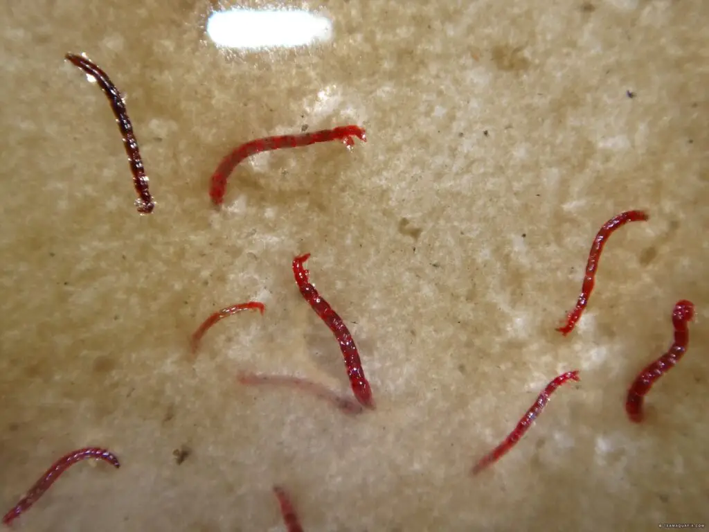 How To Get Rid Of Red Worms In Water Tank? - Aquariumia