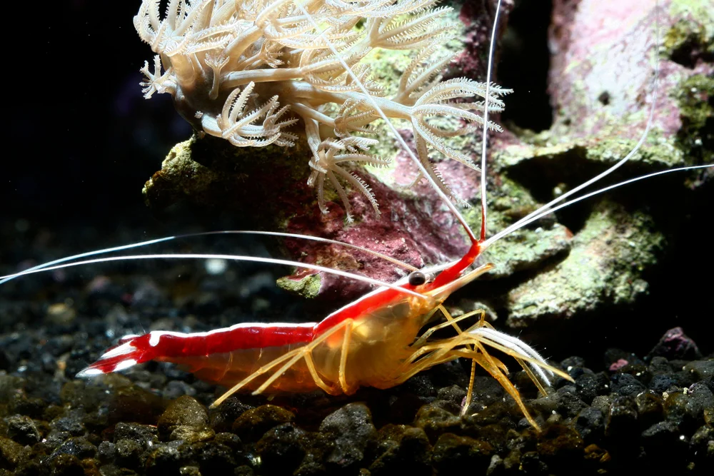 What Do Cleaner Shrimp Eat? - Aquariumia