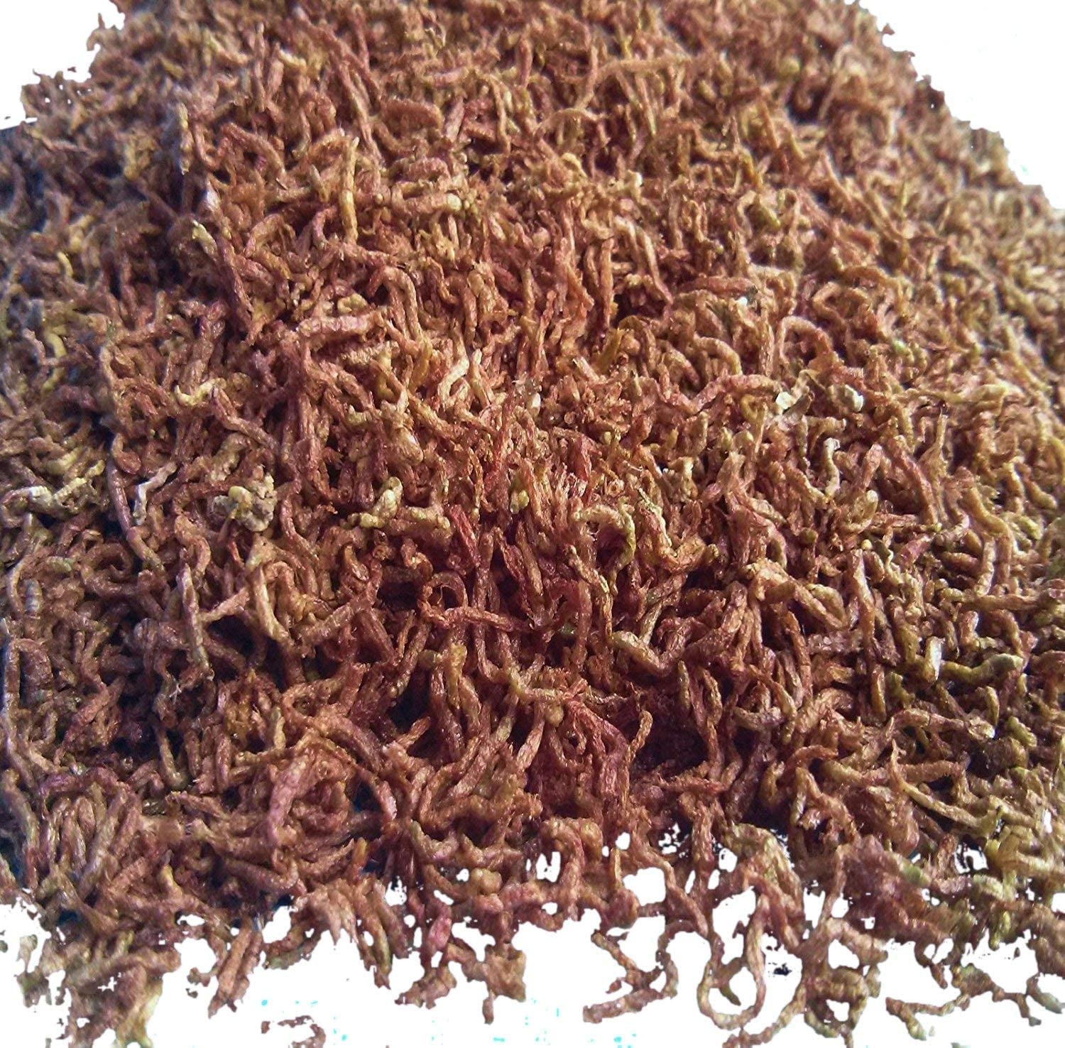 Freeze Dried Bloodworms Fish Food – Ideal Food For Discus, Cichlids ...