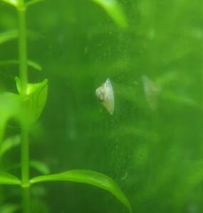 How To Get Rid Of Limpets In Aquarium? - Aquariumia