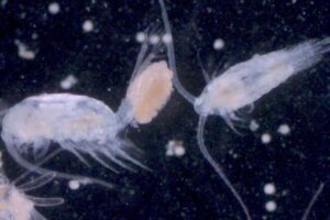 What Do Copepods Eat? - Aquariumia