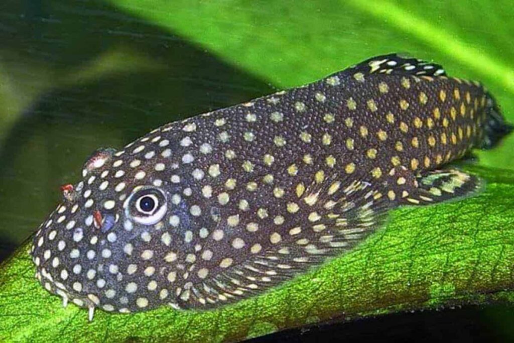 Popular Types Of Loaches With Pictures To Know - Aquariumia