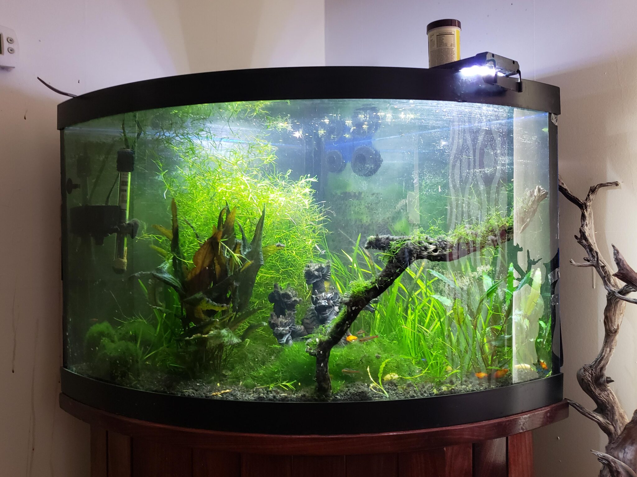 54 Gallon Bow Front Aquarium - Aquariumia