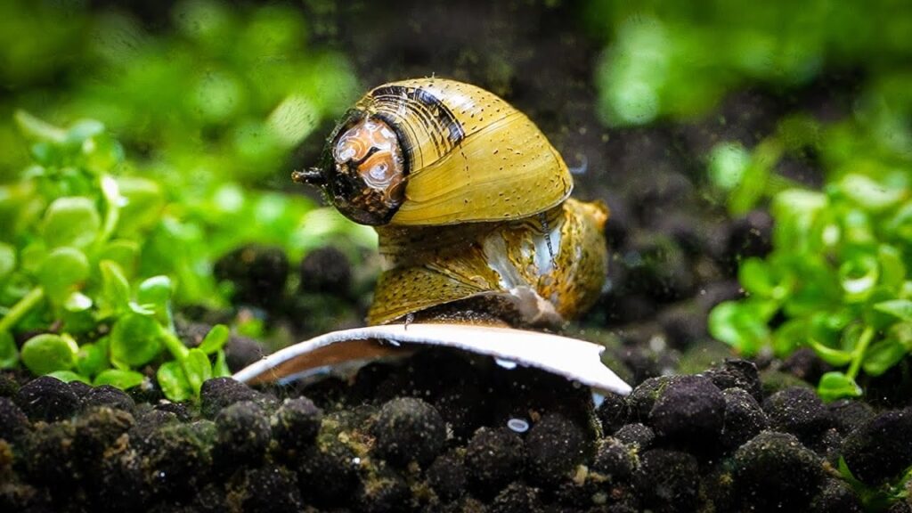 How To Add Calcium To Aquarium For Snails? - Aquariumia