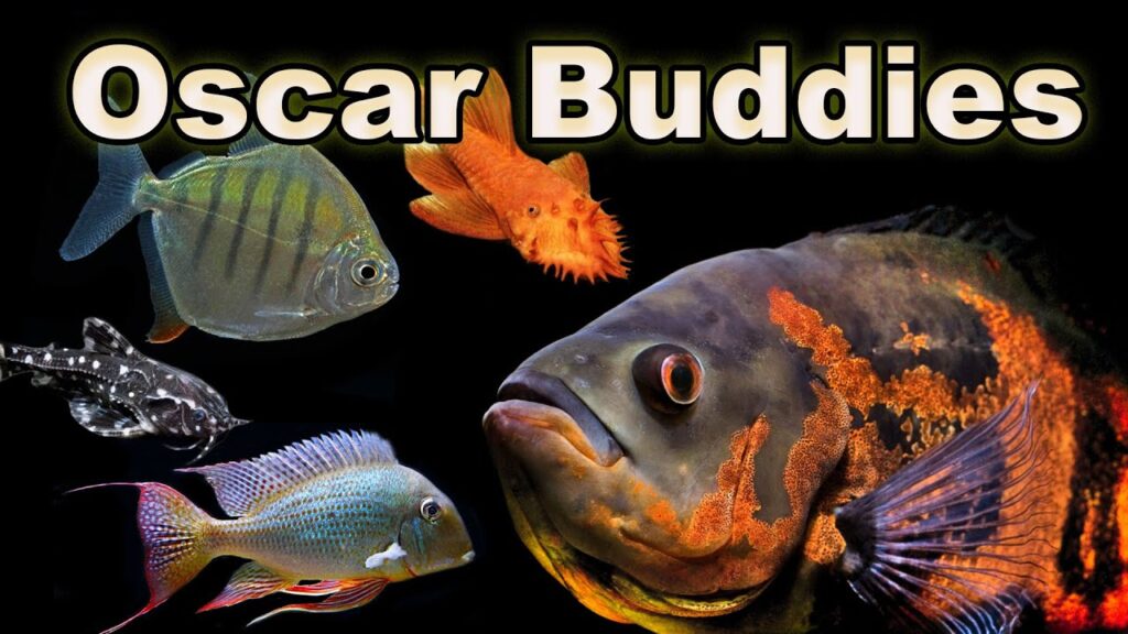 What Level Of Nitrite Is Toxic To Fish: A Vital Guide - Aquariumia