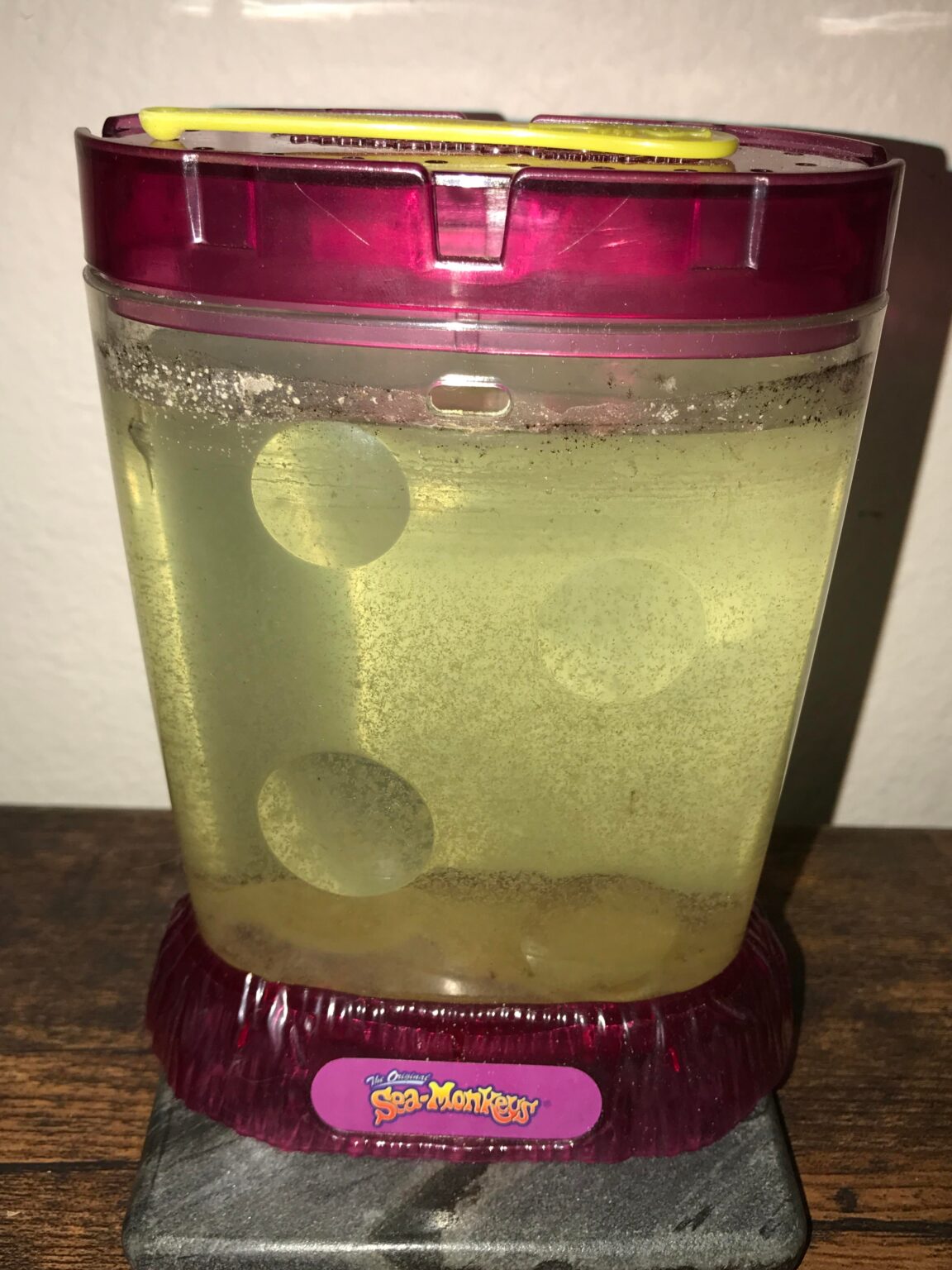 How To Clean Sea Monkey Tank? - Aquariumia