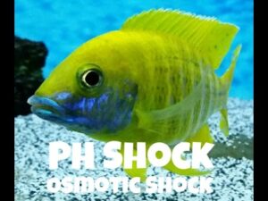Osmotic Shock In Fish - Aquariumia